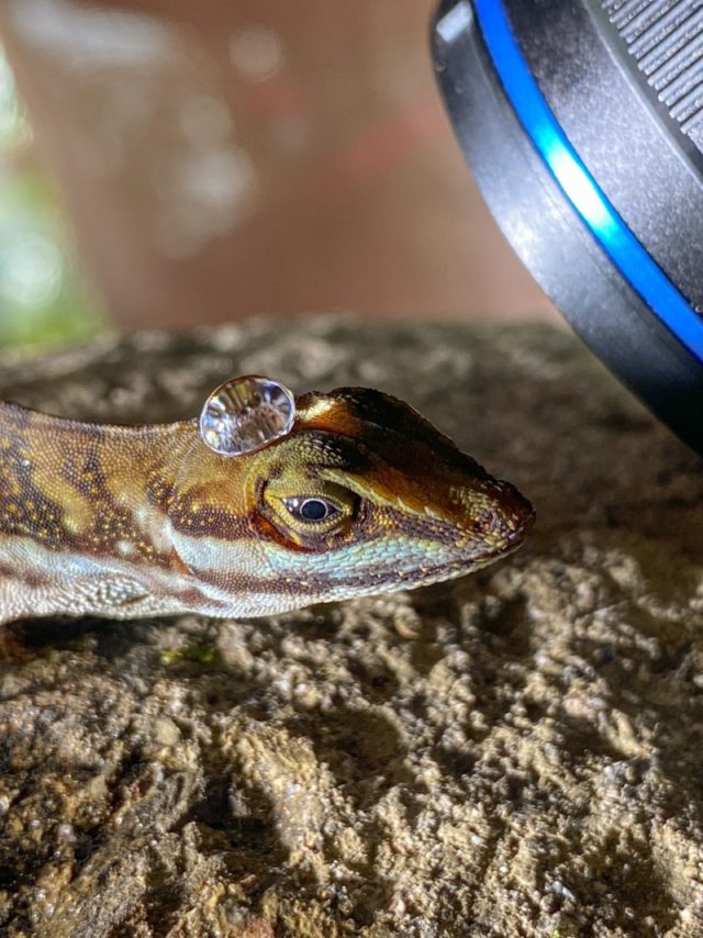 Anole-Lizard-Air-Helmet-3 - Urbasm